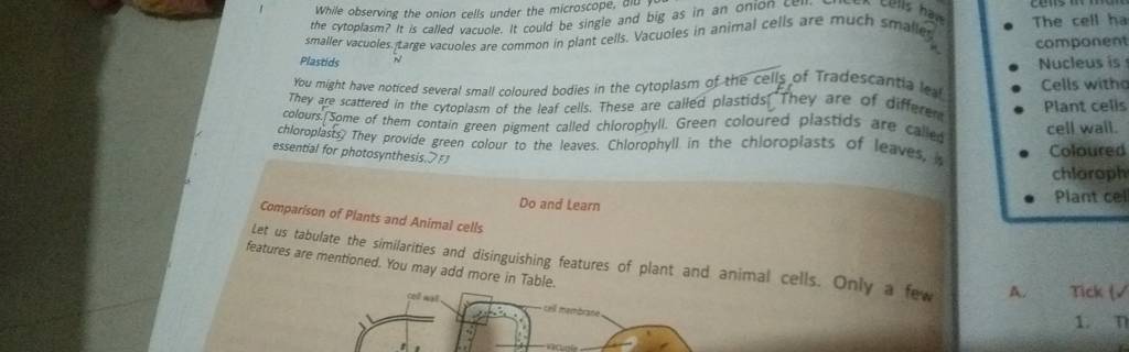 While observing the onion cells under the microscope, Plastids | Filo