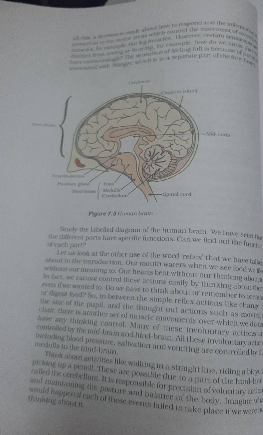 Figure 7.3 Human brain Study the labelled diagram of the human brain. We