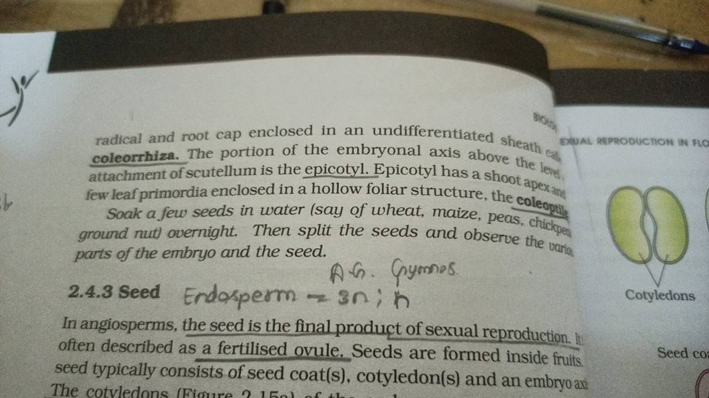 radical and root cap enclosed in an undifferentiated sheath onual geproov..