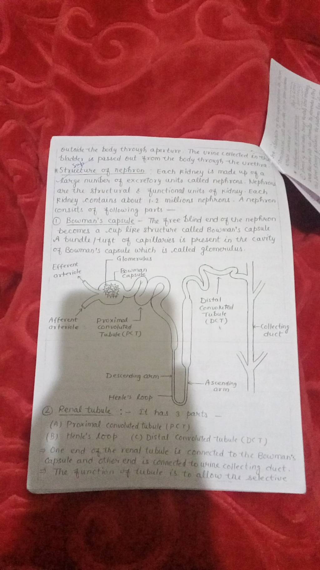 outside the body through aperture. The urine collected in the bladder is