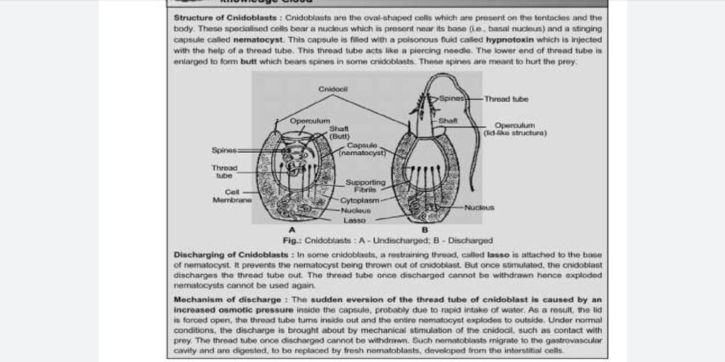 Structure of Cnidoblasts : Cnidoblasts are the oval-shaped celts which ar..
