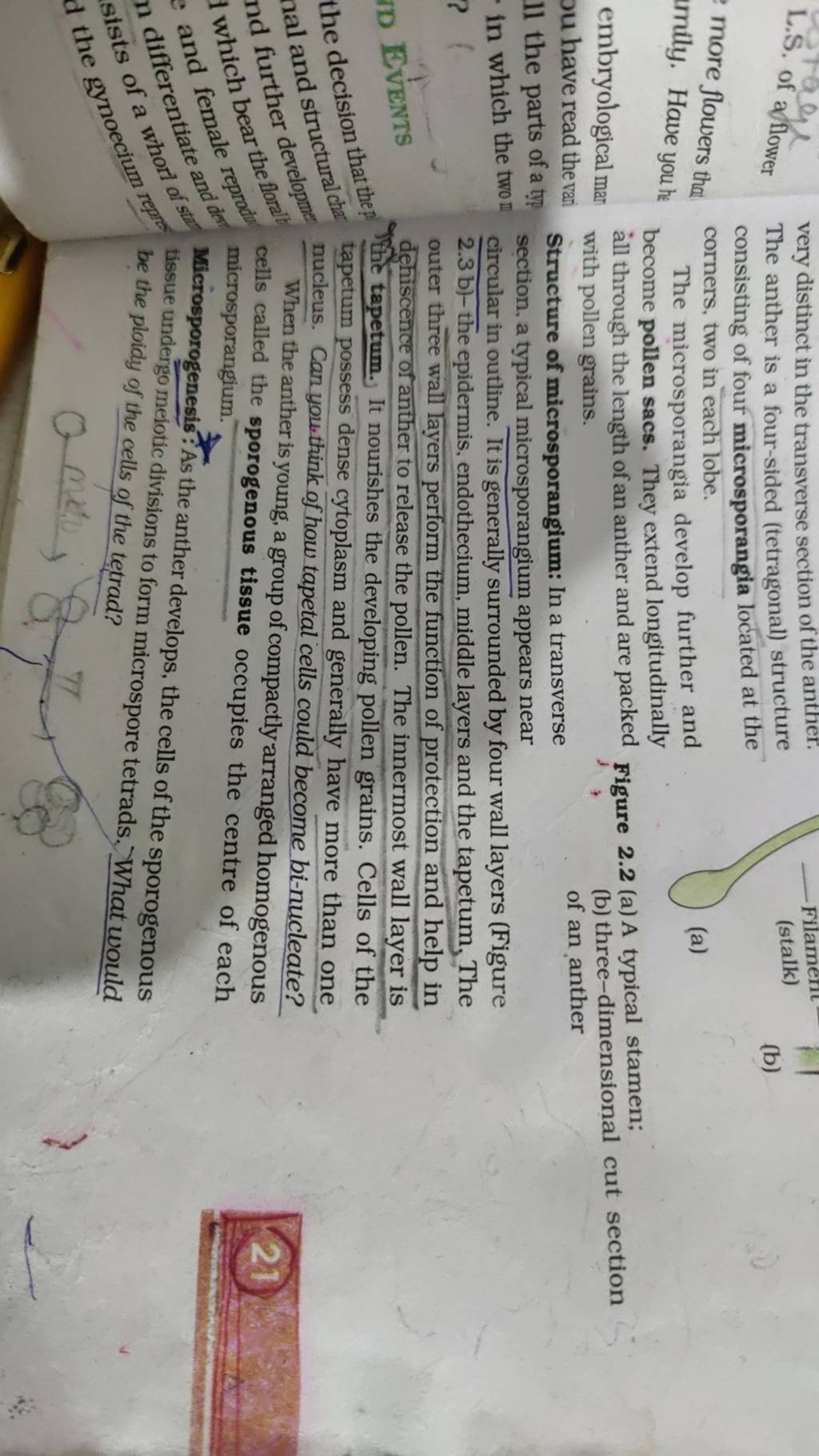 L.S. of a flower The anther is a four-sided (tetragonal) structure ve..