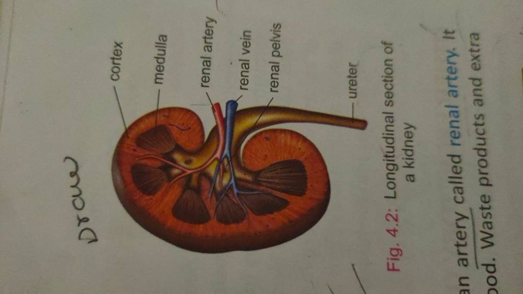 Draw Fig. 4.2: Longitudinal section of a kidney artery called renal arter..