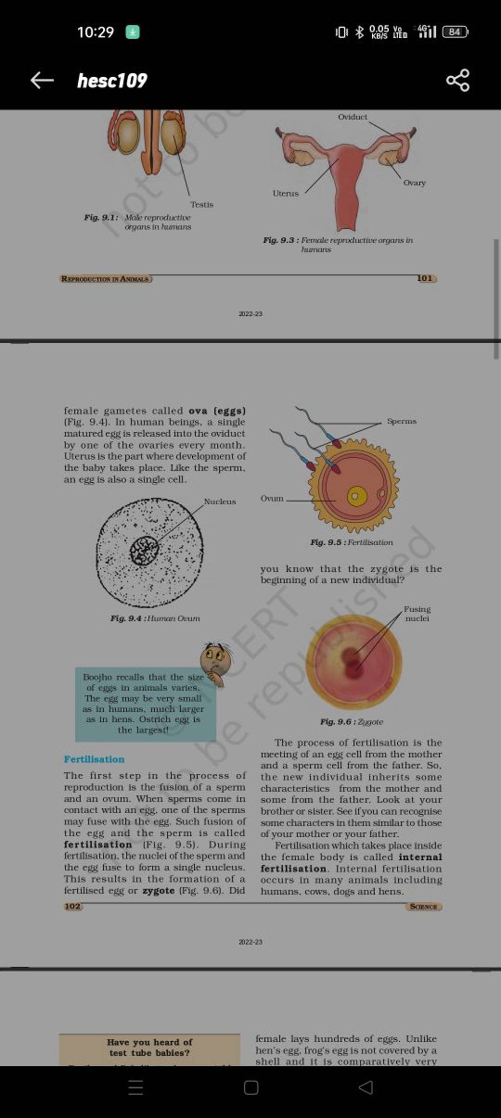 10:29 ←hesc109 REPRODUCTION IN ANIMALS Testis Fig. 9.1: Male reproductive..