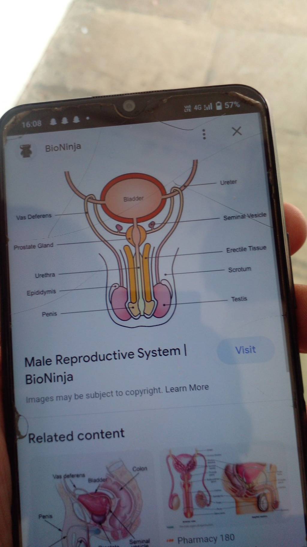 Male Reproductive System I Erectile Tissue Scrotum BioNinja Images may be..