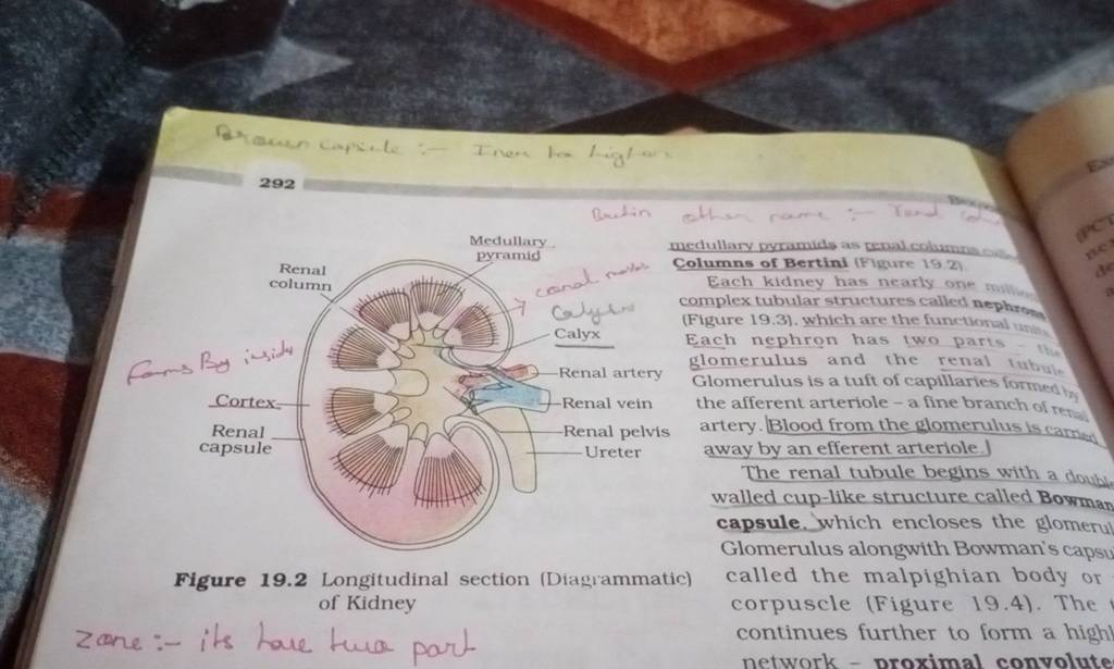 Columns of Bertini (Figure 19.2 ) | Filo