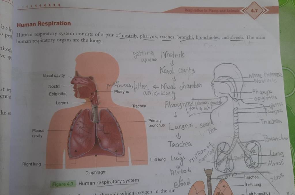 body Human Respiration Human respiratory system consists of a pair of nos..