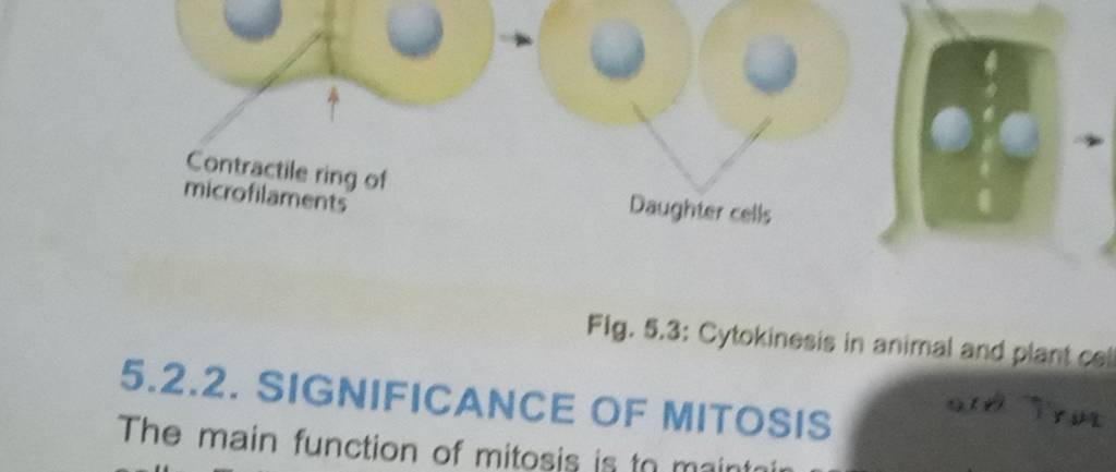 Contractile ring of microfilaments Daughter cells Fig. 5.3: Cytokinesis i..
