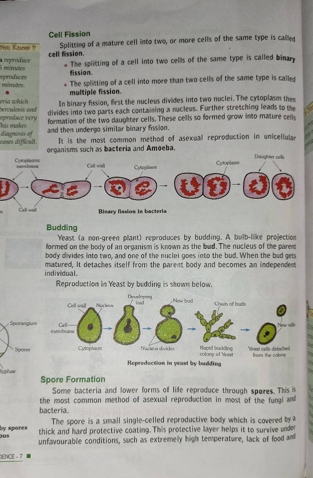 Splitting of a mature cell into two, or more cells of the same type is ca..