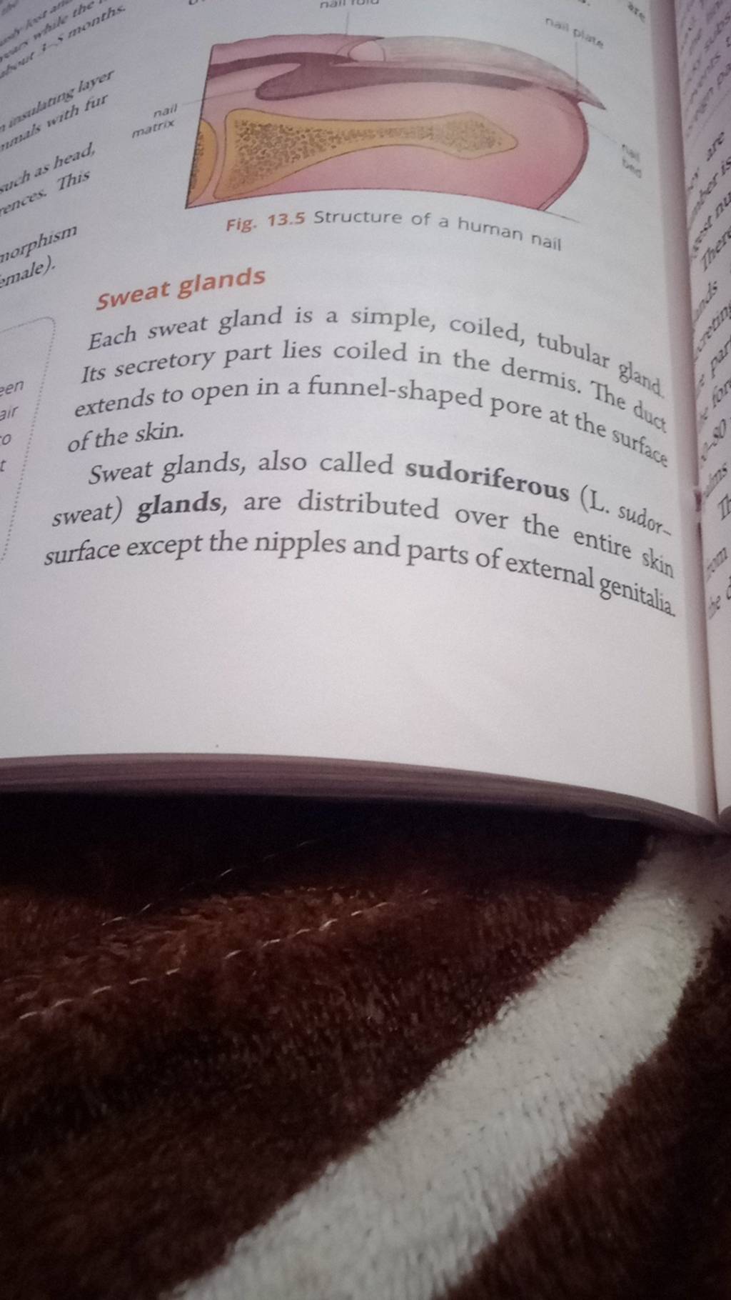 sweat glands Each sweat gland is a simple, coiled, tubular gland. extends..