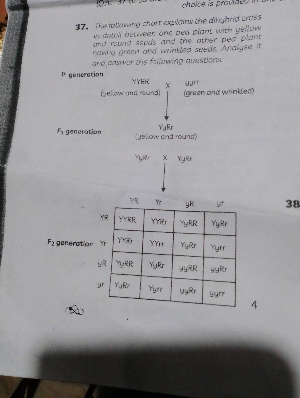 37. The following chart explains the dihybrid cross in detail between one..