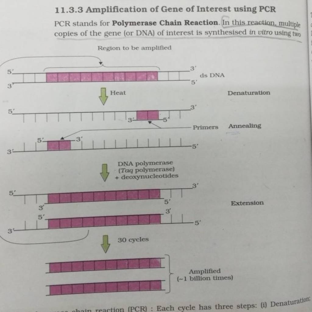 11.3.3 Amplification of Gene of Interest using PCR PCR stands for Polymer..
