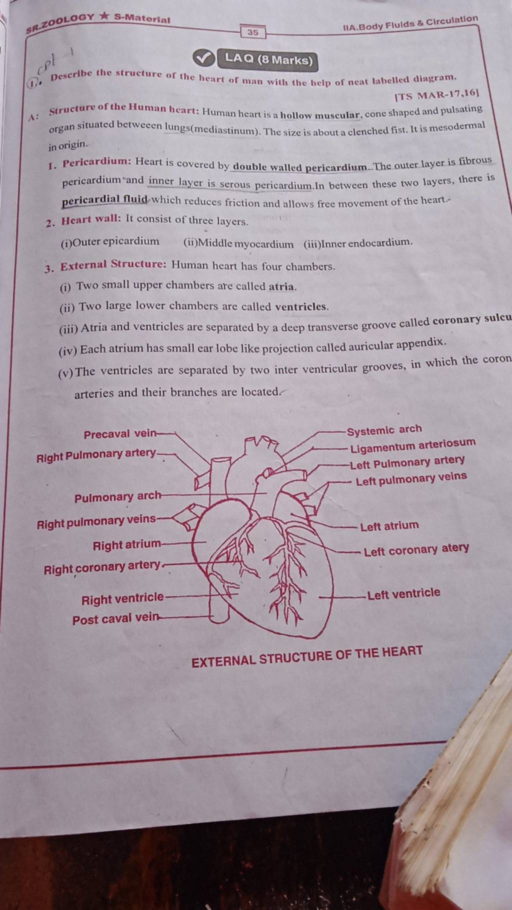 External Structure: Human heart has four chambers. | Filo External Structure: Human heart has four chambers. | Filo