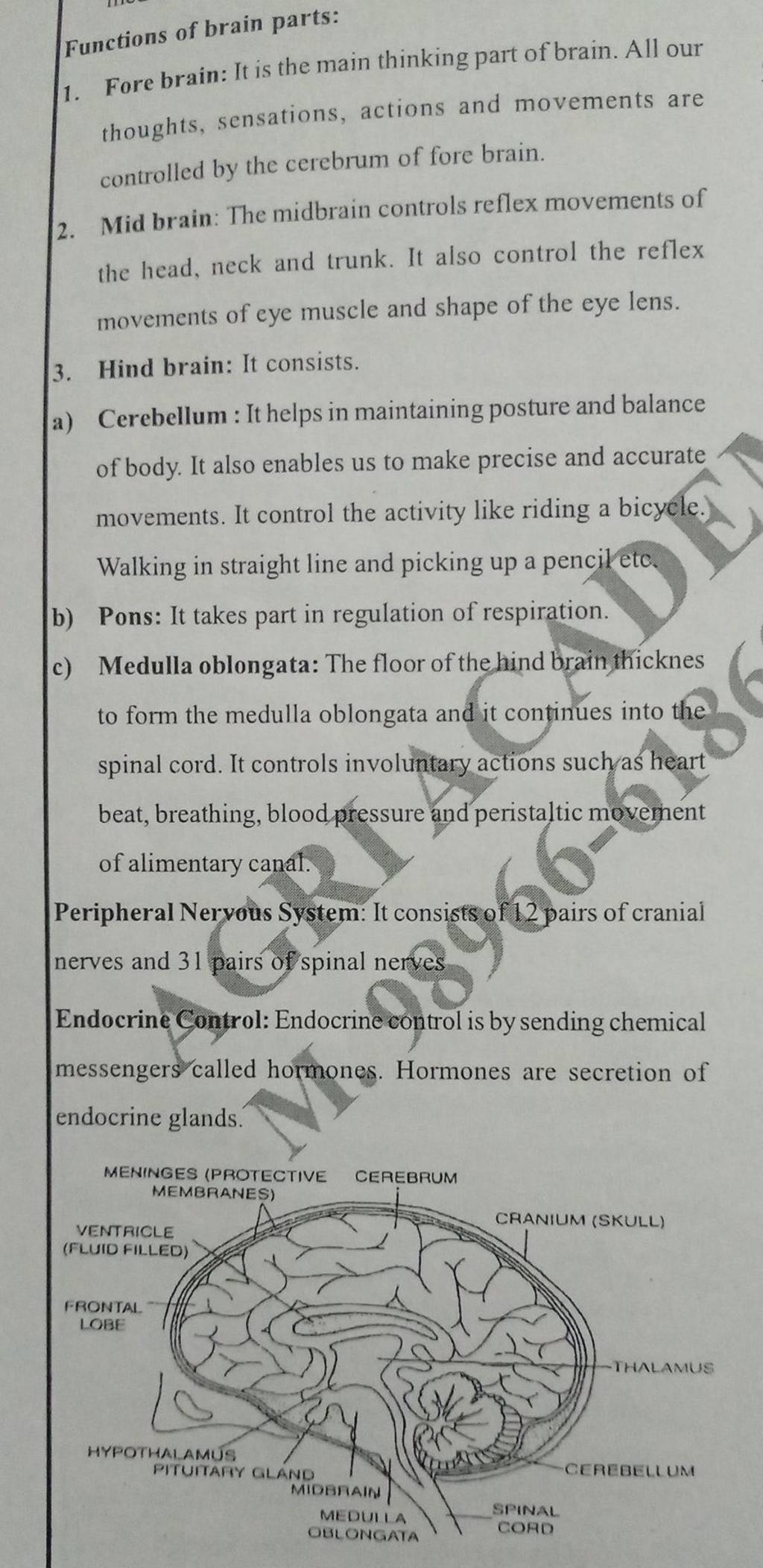 Functions of brain parts: 1. Fore brain: It is the main thinking part of