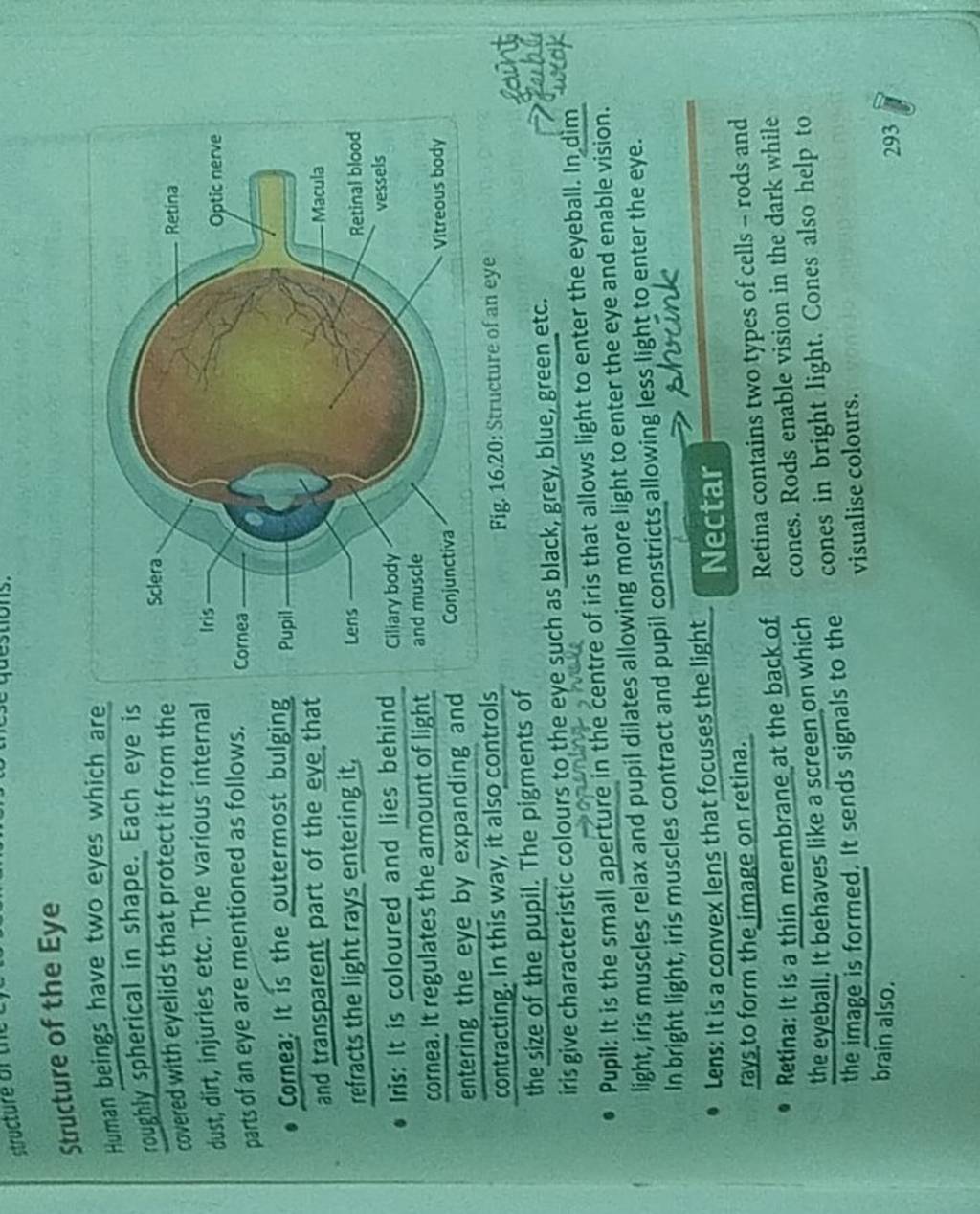 structure of the Eye Human beings have two eyes which are roughly spheric..