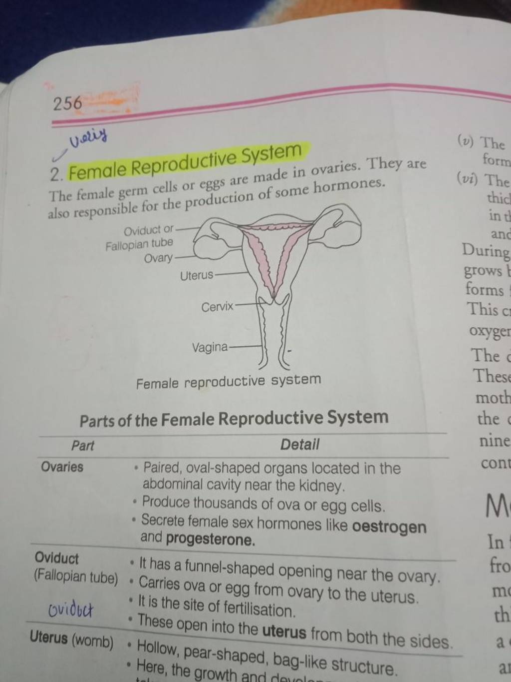 256 virs 2. Female Reproductive System The female germ cells or eggs are