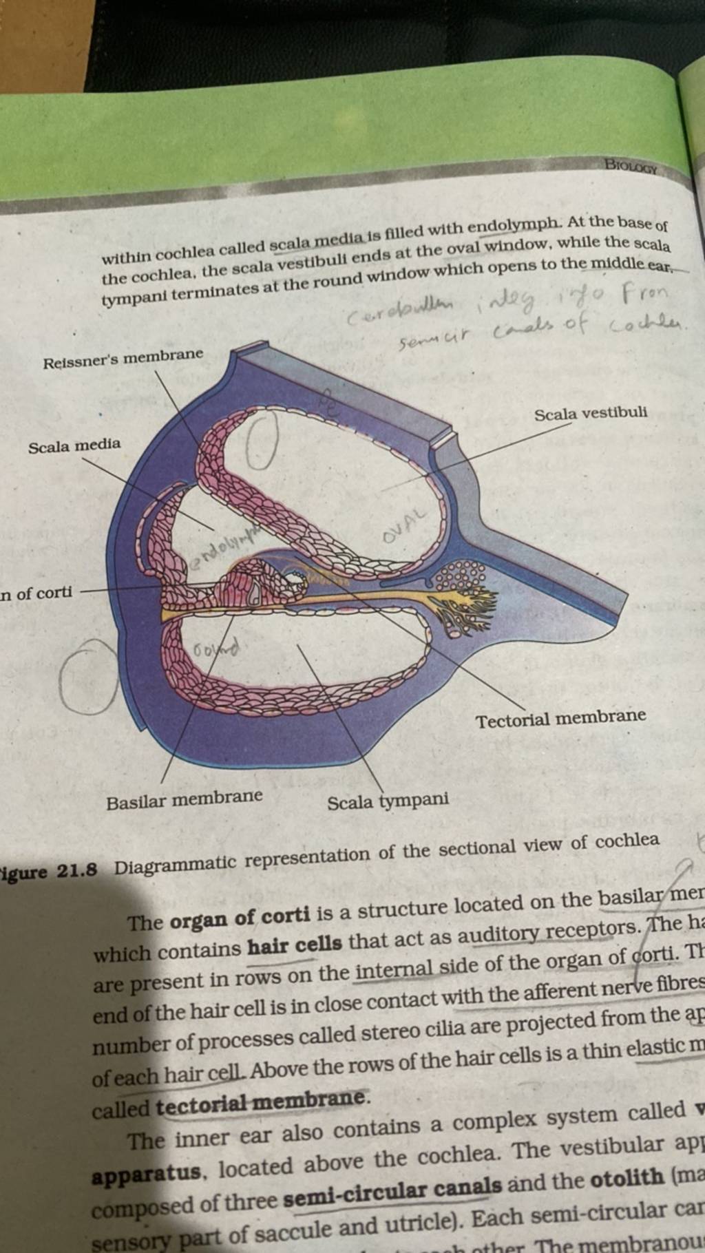 within cochlea called scala media is filled with endolymph. At the base o..