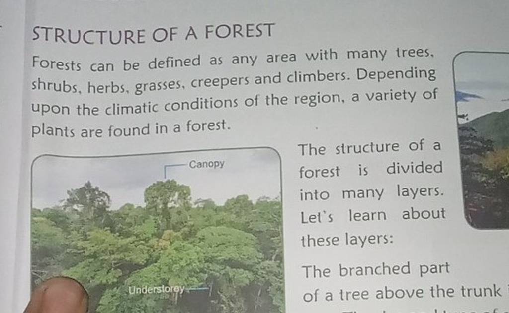 Structure Of A Forest Forests Can Be Defined As Any Area With Many Trees