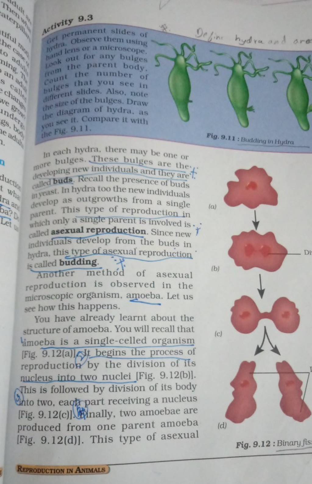 Hydra Biology Slide
