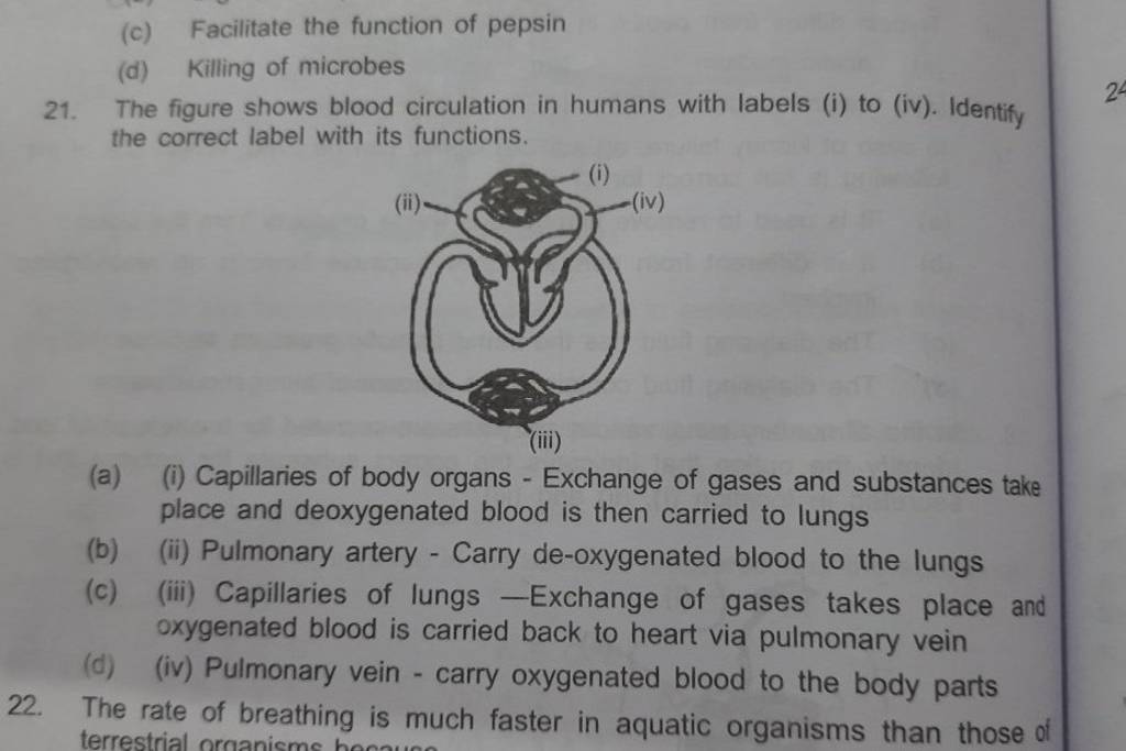 The figure shows blood circulation in humans with labels (i) to (iv). Ide..