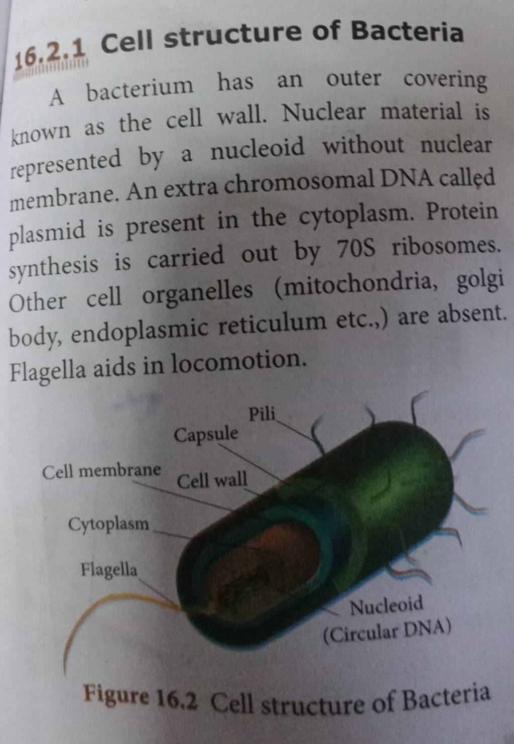 16.2.1 Cell structure of Bacteria A bacterium has an outer covering known..