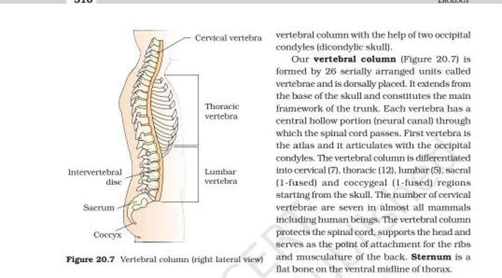 Cervical vertebra vertebral column with the help of two occipital condyle..