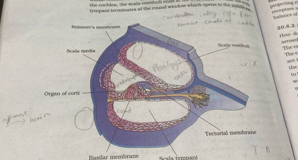 the cochlea, the scala vestibuli ends at which opens to the middle tympan..