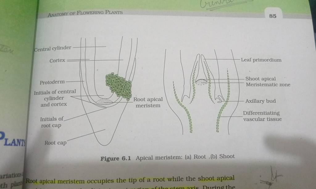 Anatomy of FLowering Plants 85 Leaf primordium Shoot apical Meristematic