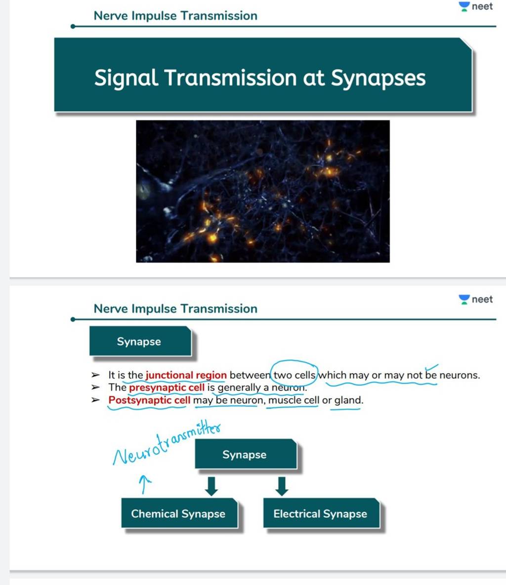 Nerve Impulse Transmission neet Signal Transmission at Synapses Nerve Imp..