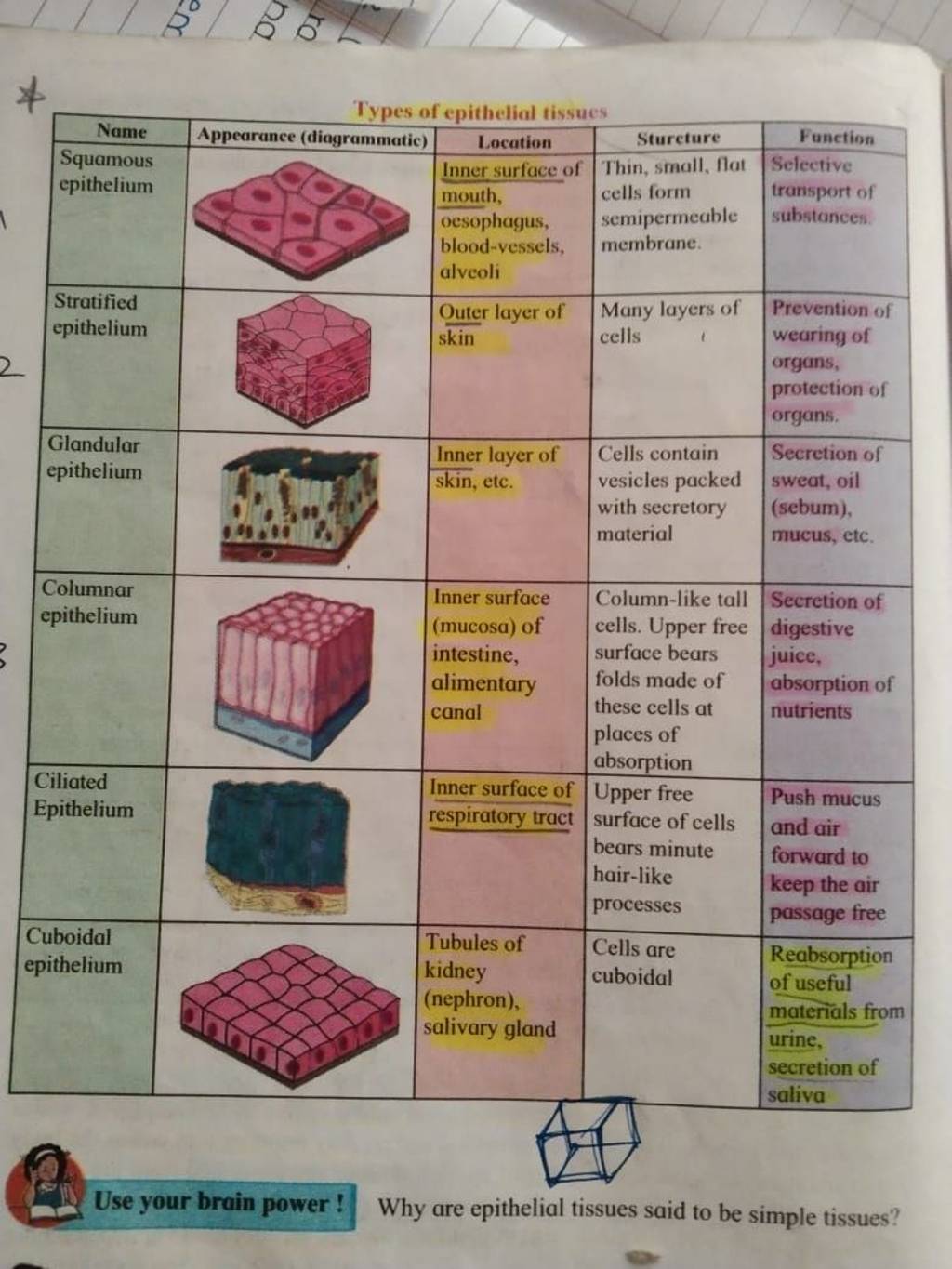 Types of epithelial tissues Use your brain power! Why are epithelial tiss..