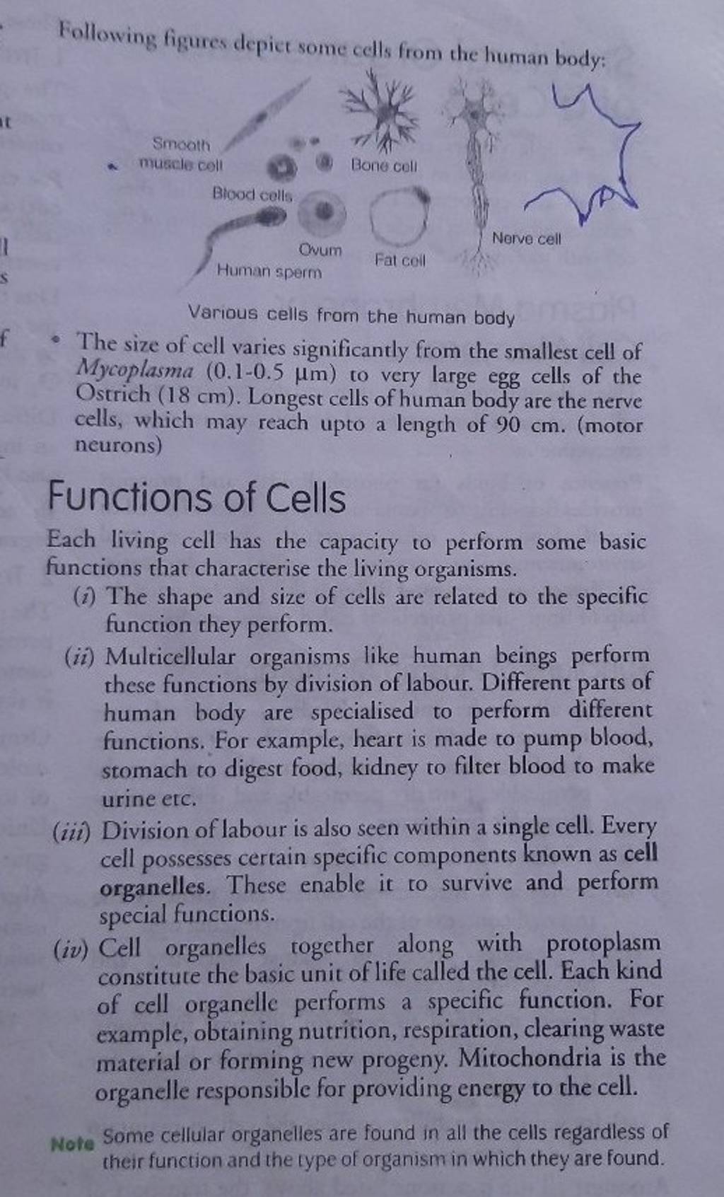Following figures depict some cells from the human body: Various cells fr..