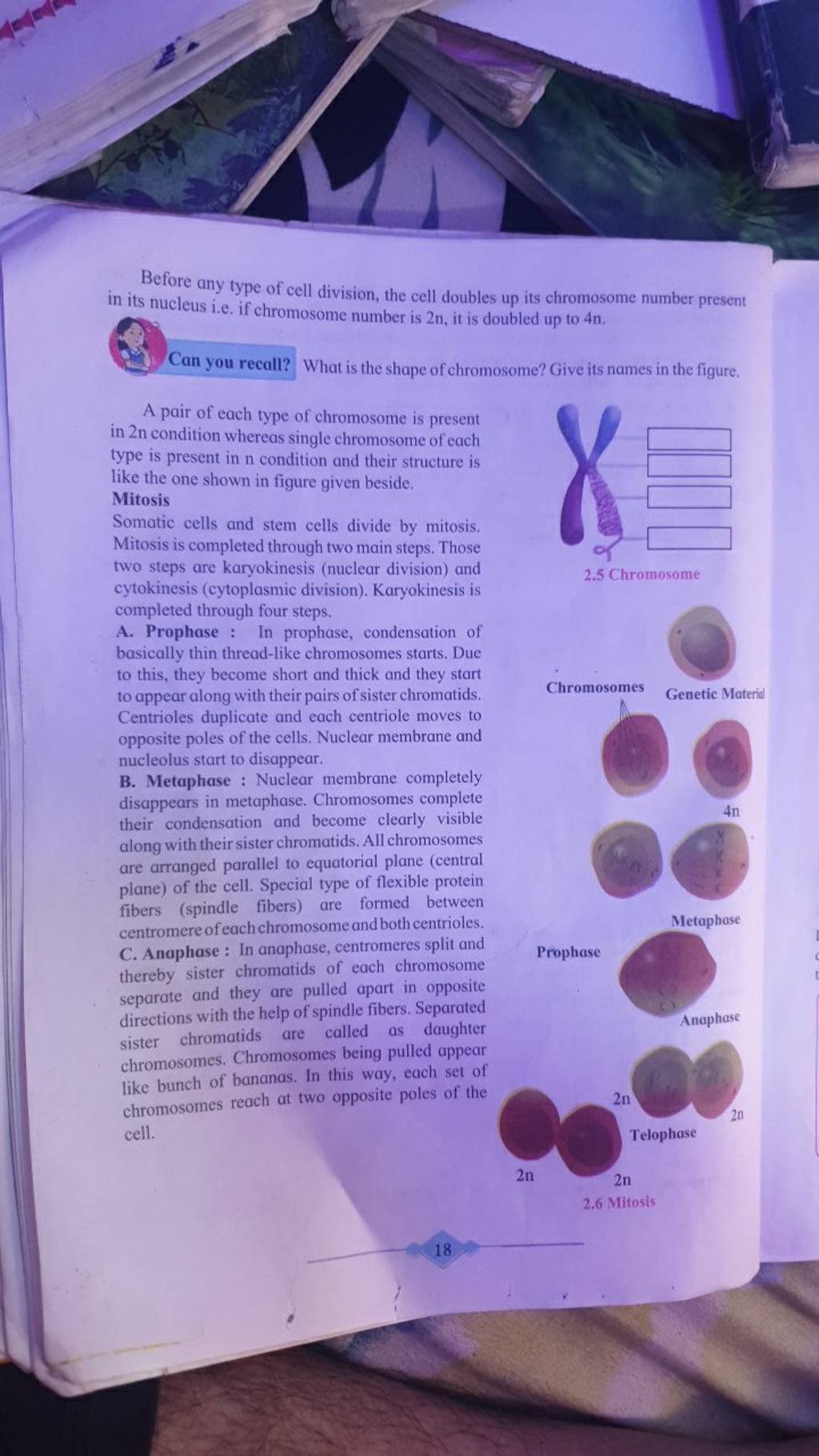 Before any type of cell division, the cell doubles up its chromosome numb..