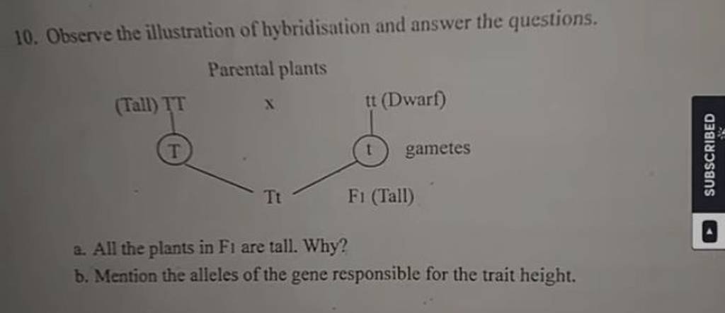 10. Observe the illustration of hybridisation and answer the questions. P..
