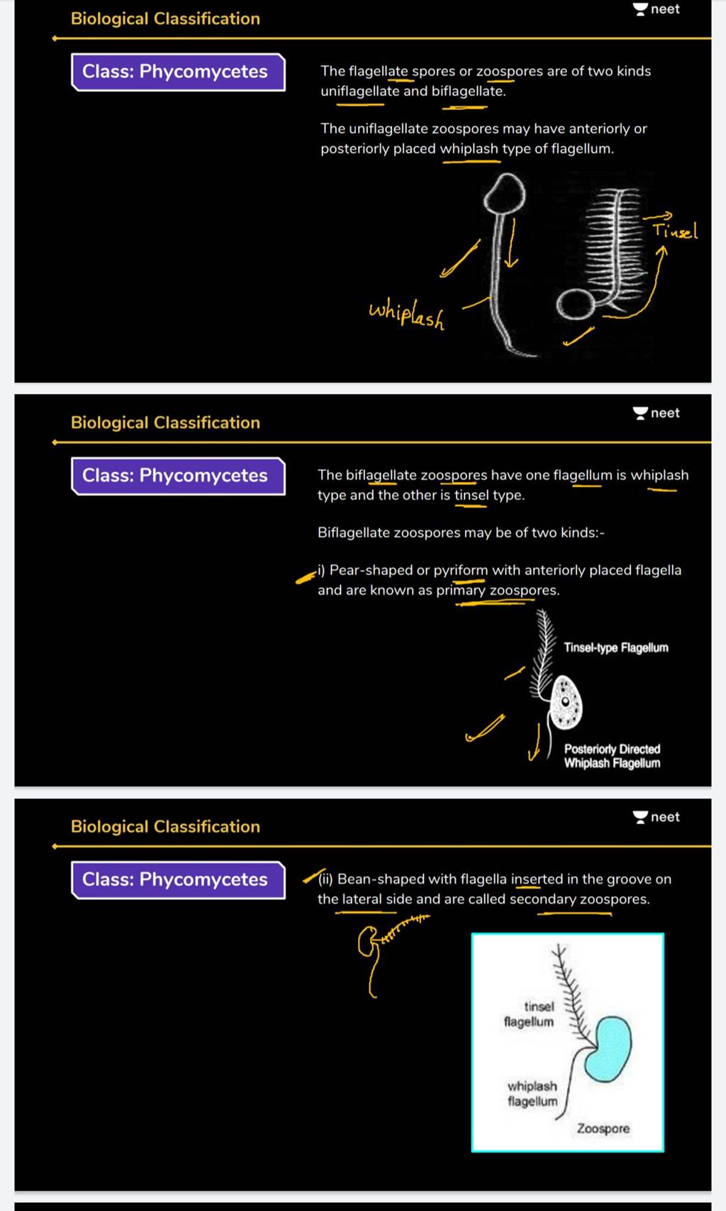 Biological Classification Class: Phycomycetes Biological Classification C..