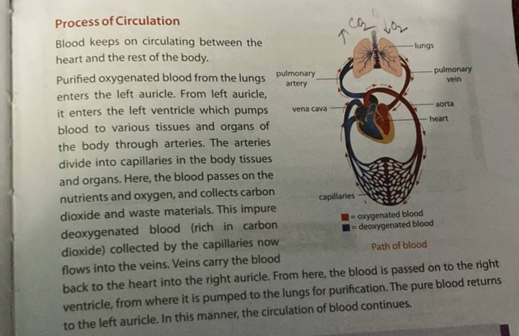 Process of Circulation Blood keeps on circulating between the heart and t..