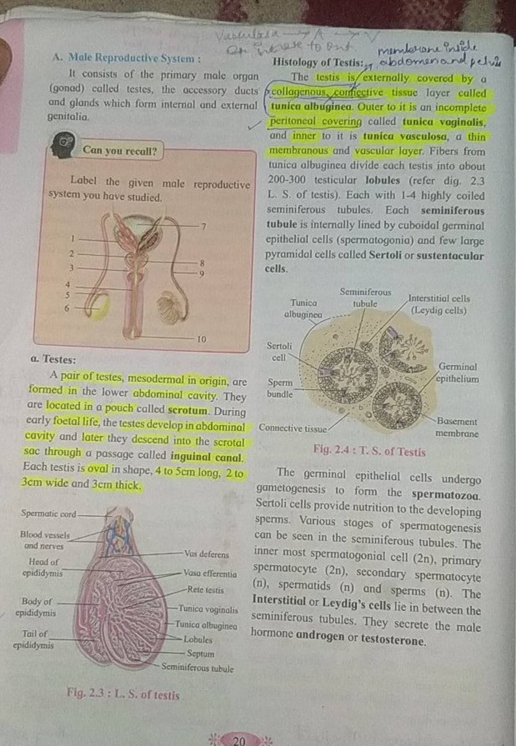 A. Mole Reproductive System: Ox interase to Dnt. membrane inside. It cons..