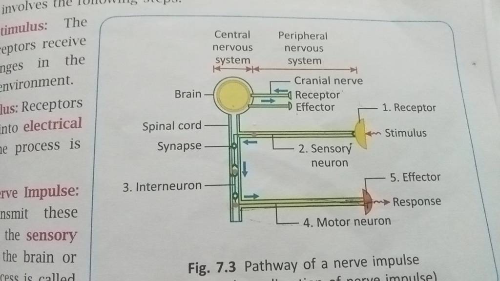 the sensory the brain or Fig. 7.3 Pathway of a nerve impulse | Filo