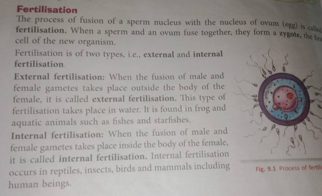 The process of fusion of a sperm nucleus with the nucleus of ovum (egg) i..