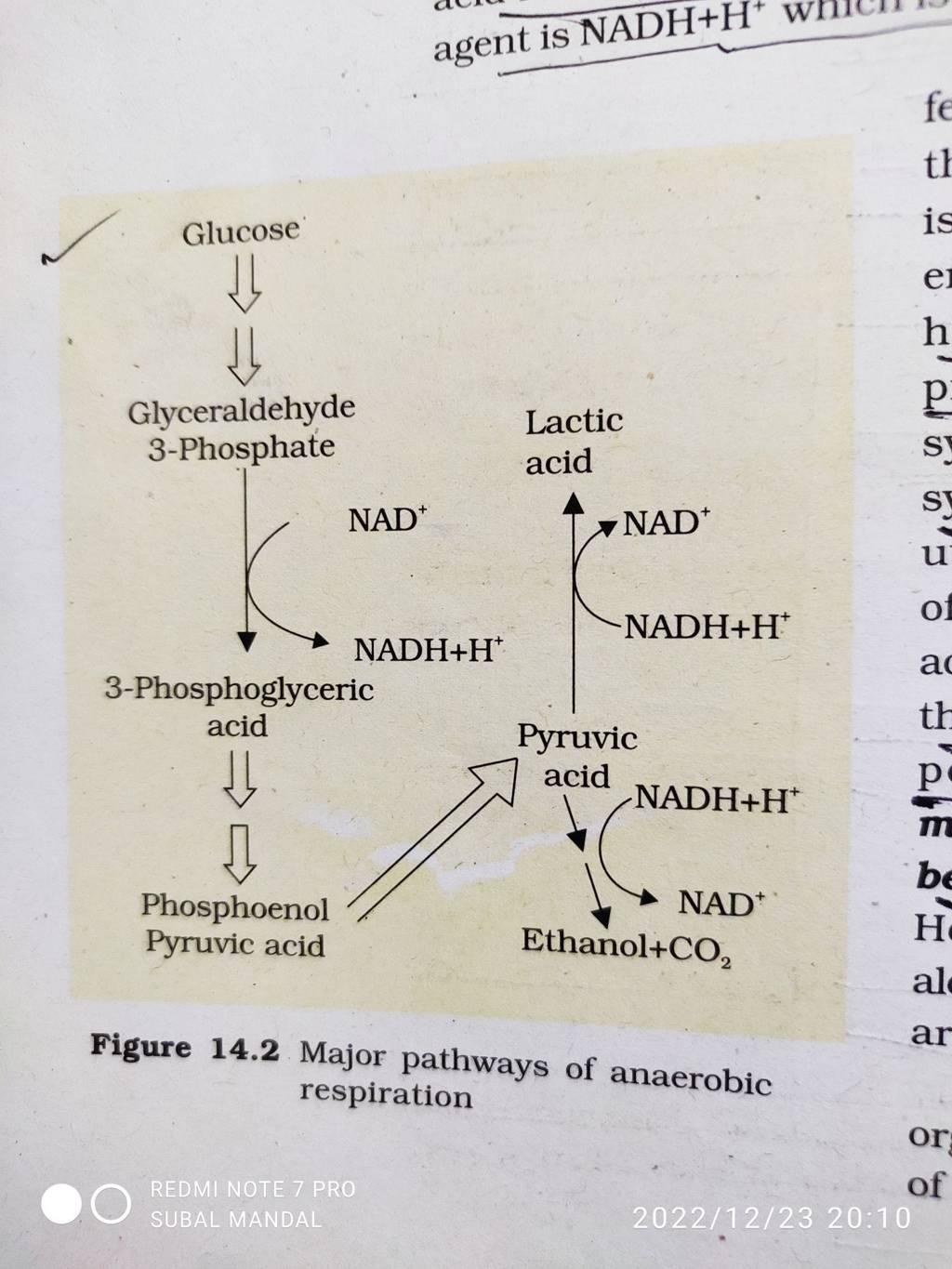 agent is NADH+H+ Glyceraldehyde Figure 14.2 Major pathways of anaerobic r..