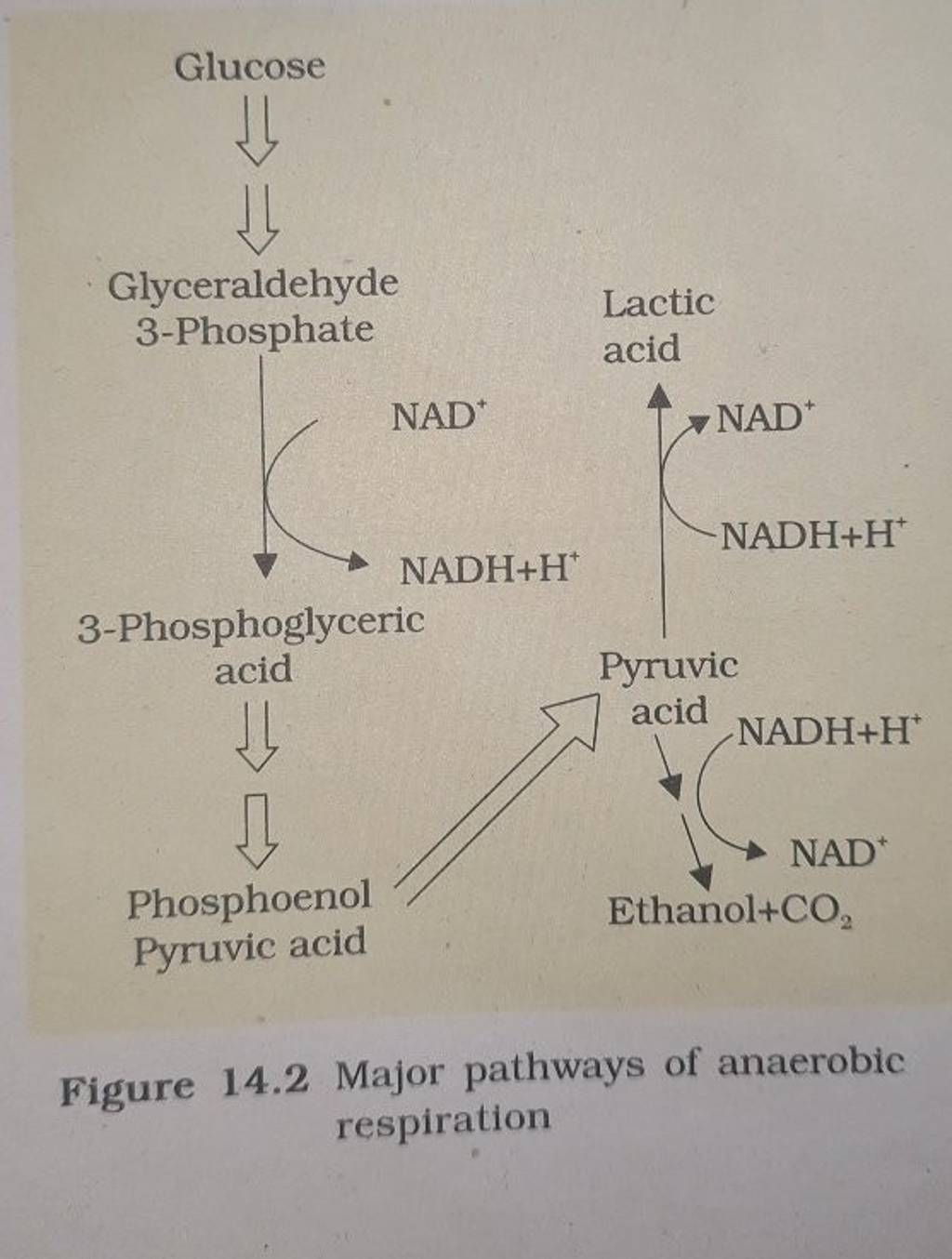 Pyruvic acid acid NADH+H+ Phosphoenol Pyruvic acid Ethanol +CO2 Figure 1..