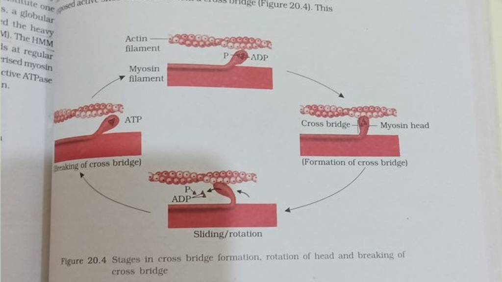 s. a giobular Figure 20.4 Stages in cross bridge formation, rotation of h..