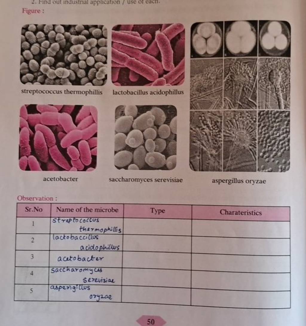 Figure: streptococcus thermophillis lactobacillus acidophillus acetobacte..