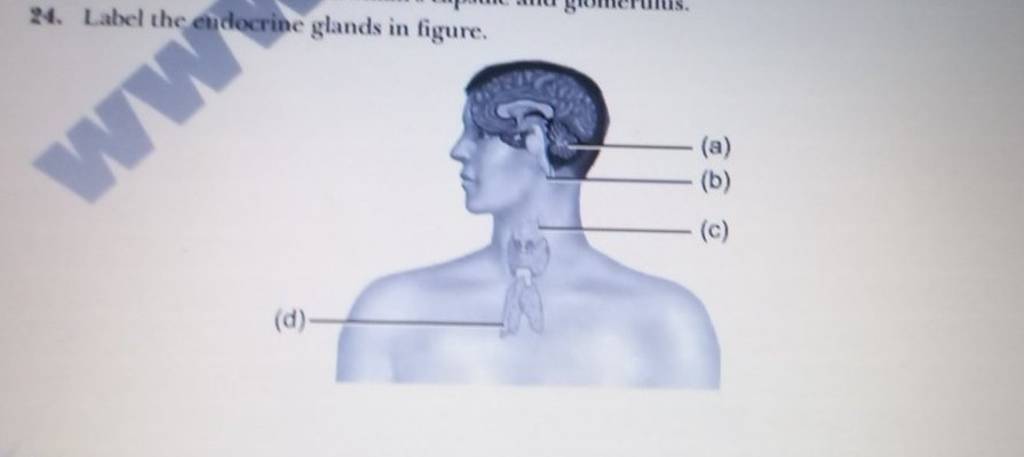 Label the endocrine glands in figure. | Filo