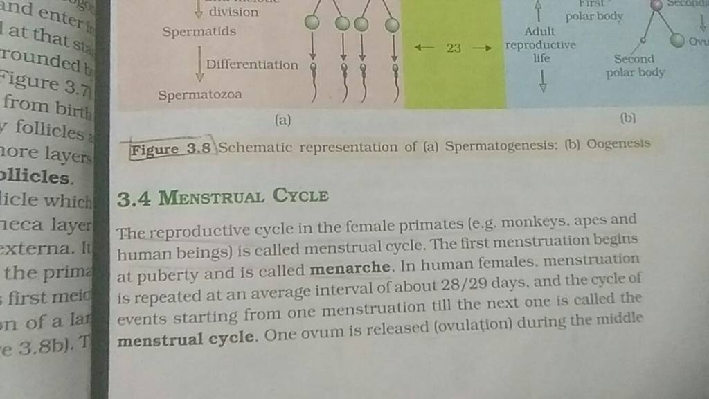 Figure 3.8 Schematic representation of (a) Spermatogenesis: (b) Oogenesis.. Figure 3.8 Schematic representation of (a) Spermatogenesis: (b) Oogenesis..