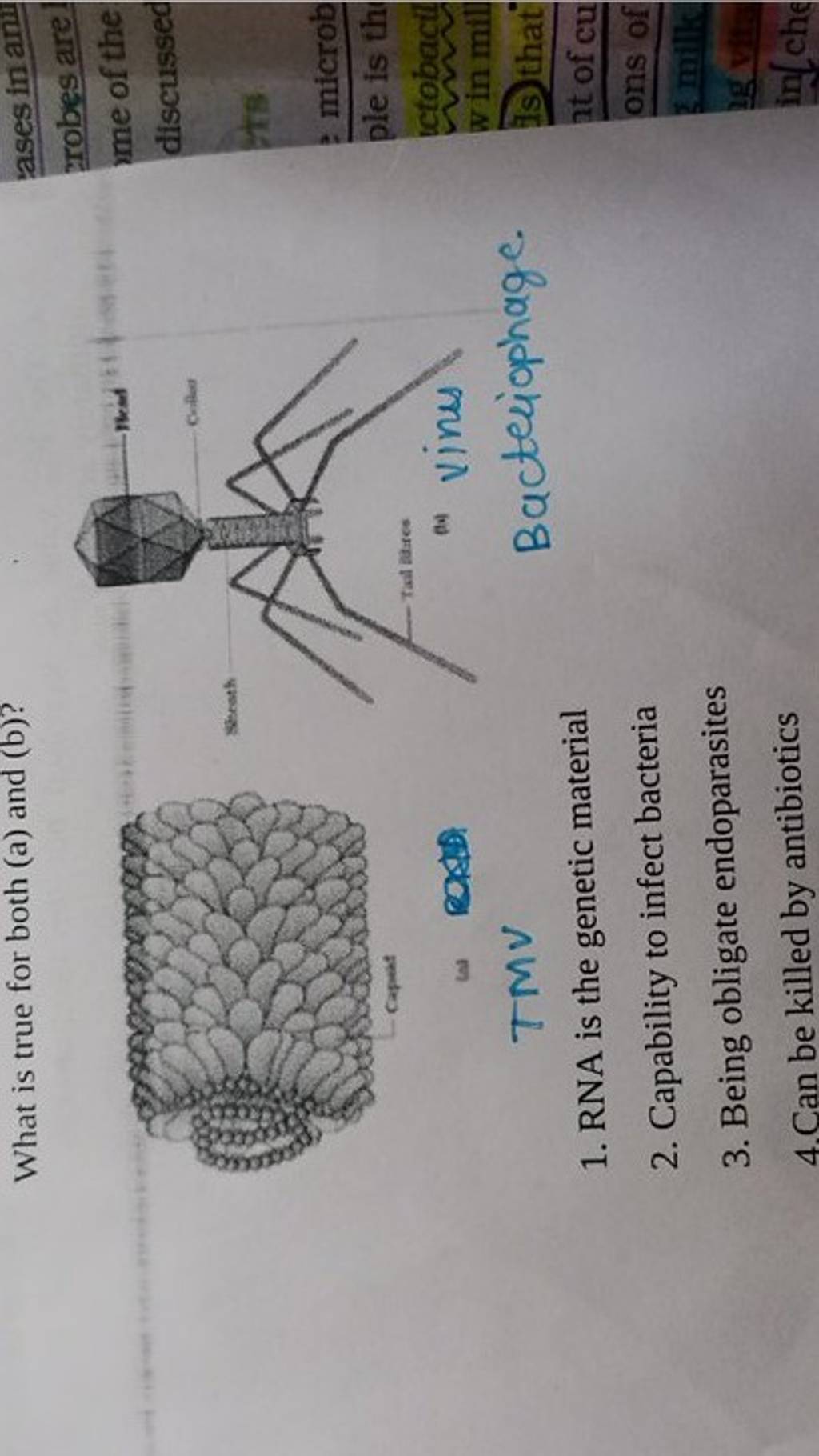 What is true for both (a) and (b)? TMV 1. RNA is the genetic material Bac..