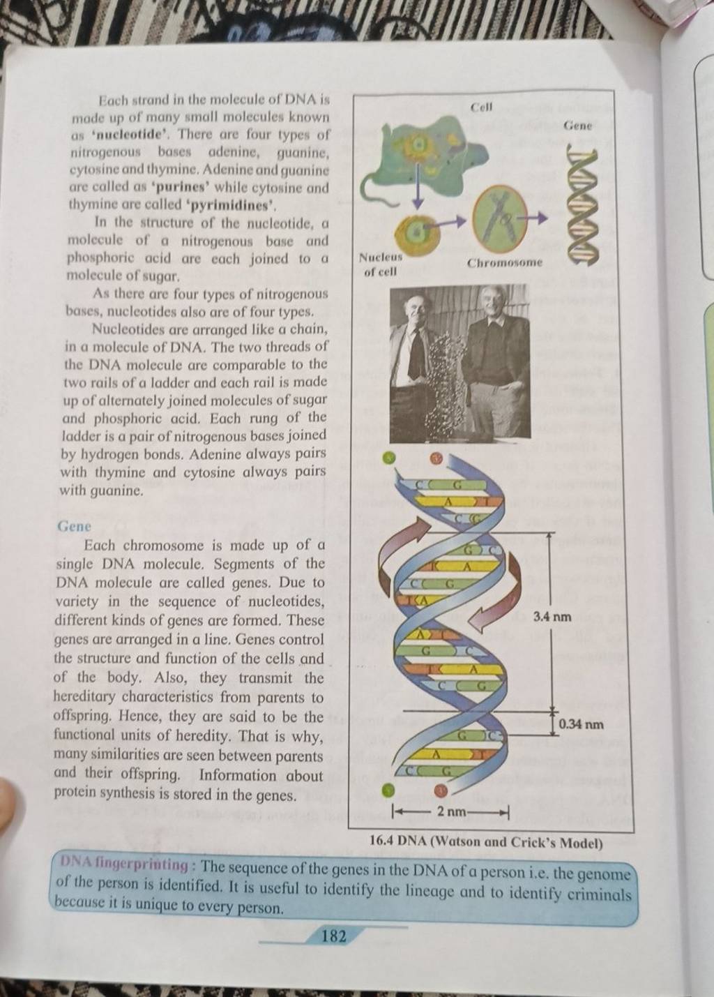 Each strand in the molecule of DNA is made up of many small molecules kno..