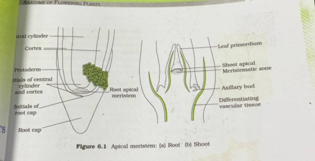 ANATOMY OF FLOWERING PLaNTS Shoot apical Meristematic zone Axillary bud D..