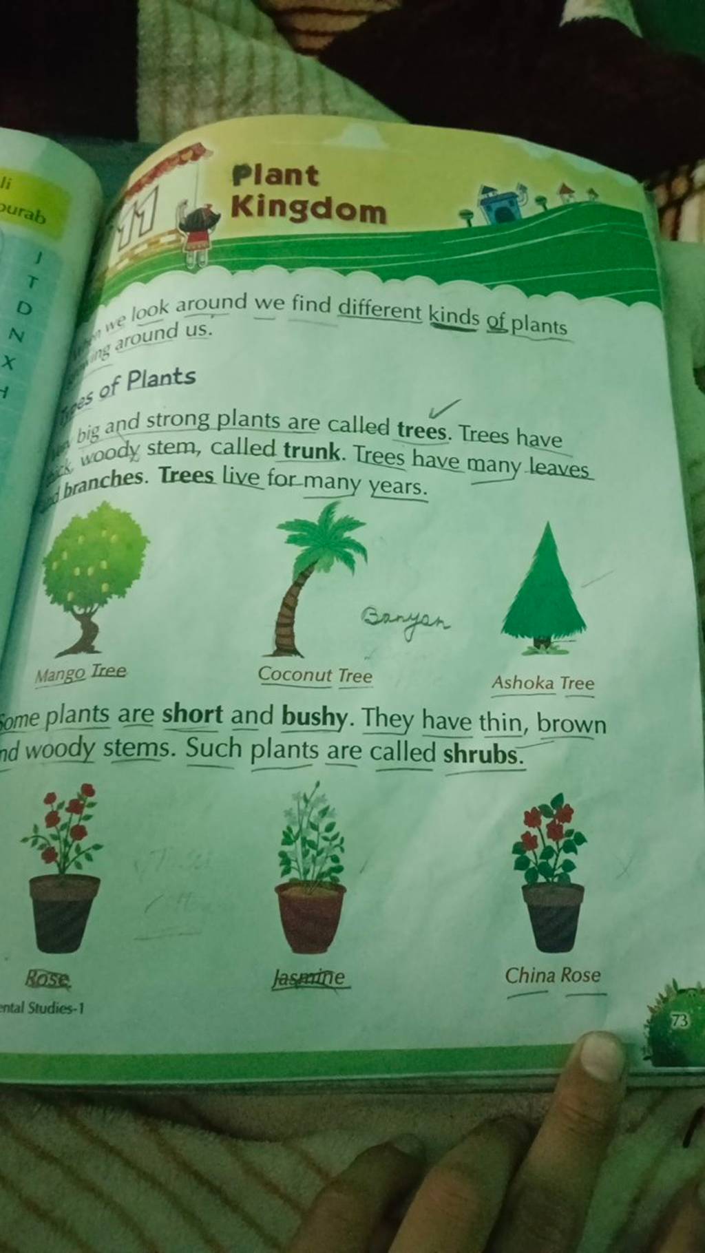Big And Strong Plants Are Called Trees Trees Have Woody Stem Called Tru 