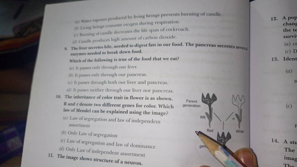 The inheritance of color trait in flower is as shown. R and r denote two