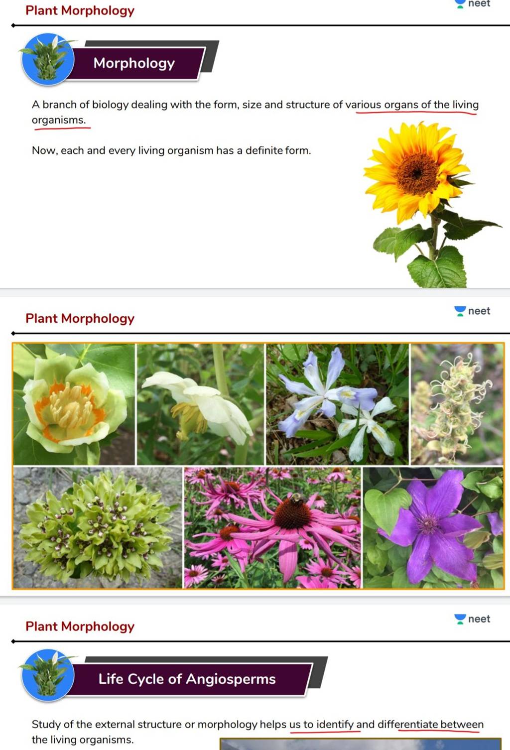 Plant Morphology A branch of biology dealing with the form, size and stru..